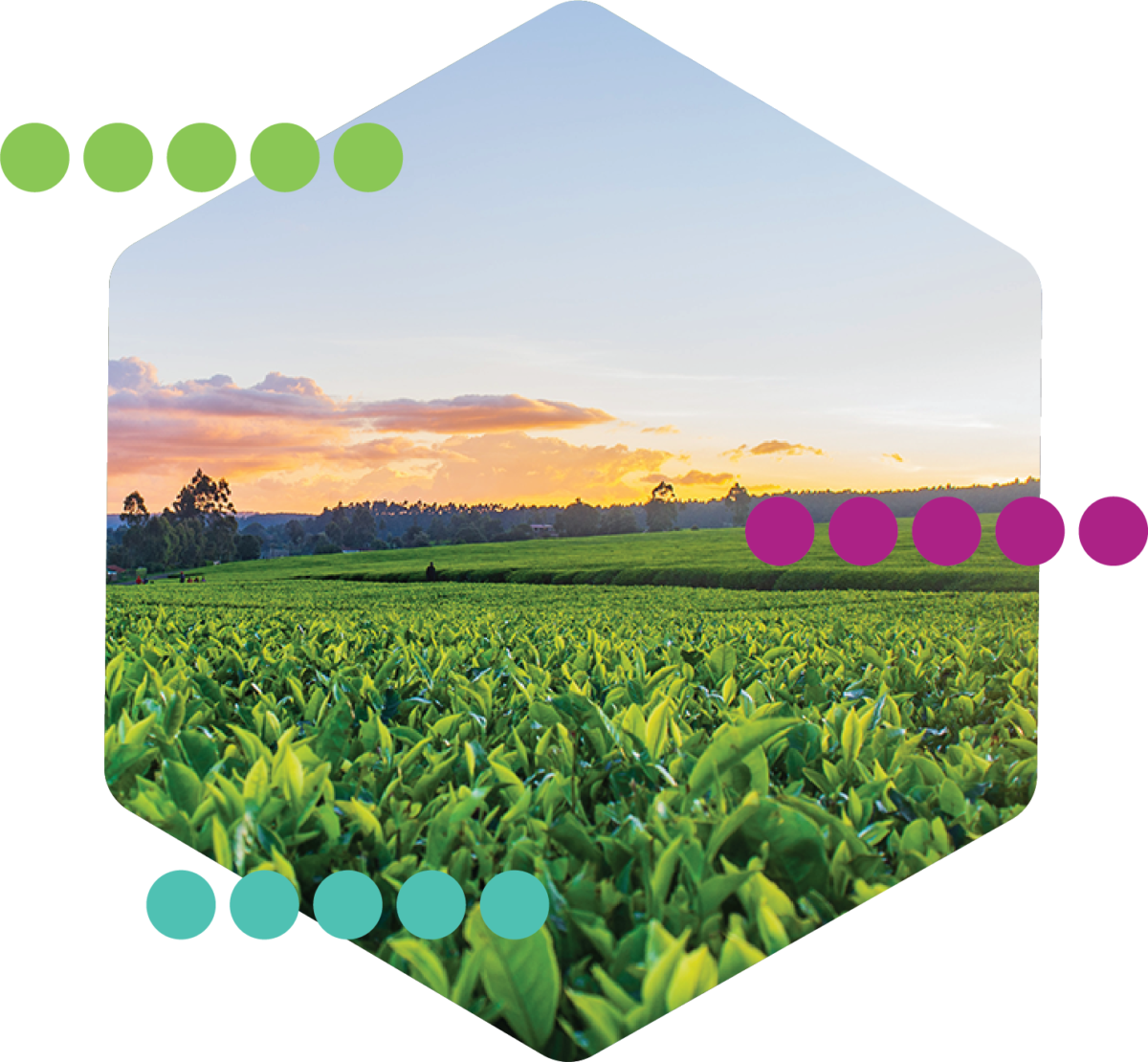 About Us – Agri Sciences Biologicals